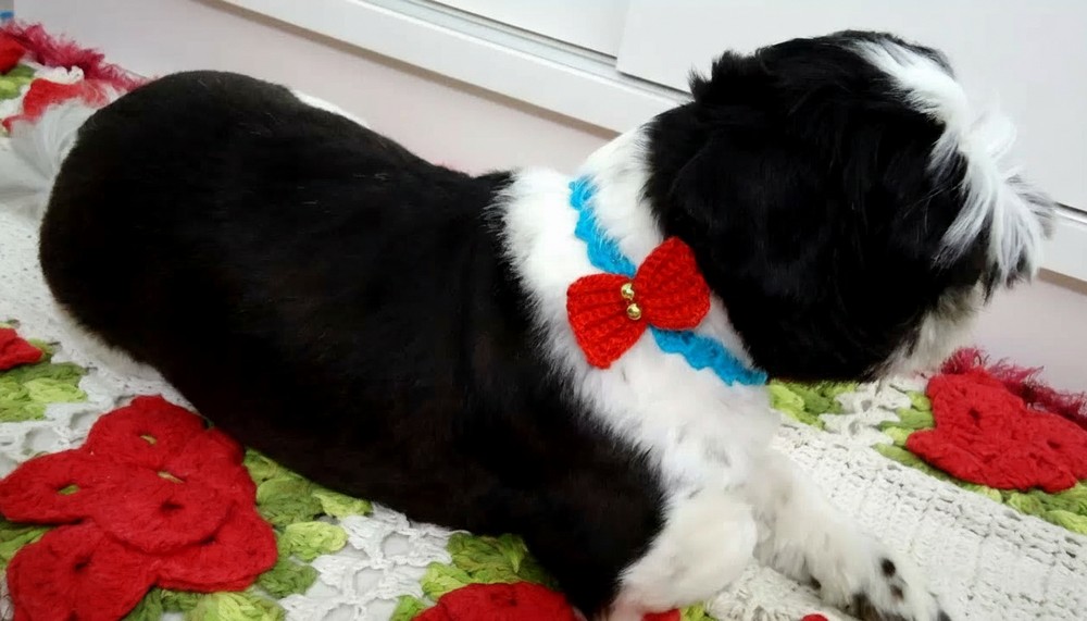 Playful Crochet Dog Collar Bow Pattern For Pet Accessories - All Thing ...